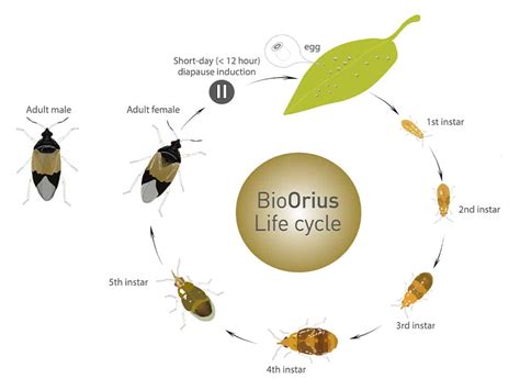 Orius Insidiosus Beneficial Insects For Cannabis Plantsman