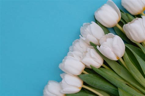 봄에 밝은 파란색 배경에 아름답게 배열 된 흰색 튤립 봄 배경 T Lounge에 대한 스톡 사진 및 기타 이미지