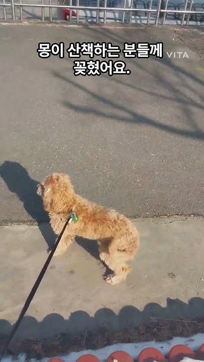 몽이의 일상입니다만 아마 특이하게 보일 겁니다 강아지 반려견 댕댕이 Youtube