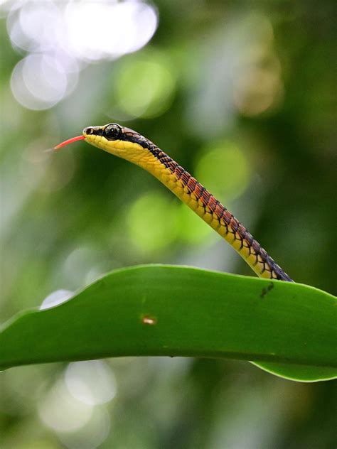 Kopsteins Bronzeback Aka Red Necked Bronzeback And You Can See Why