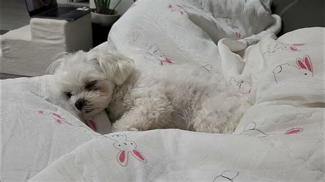 새근새근 자는중 Youtube