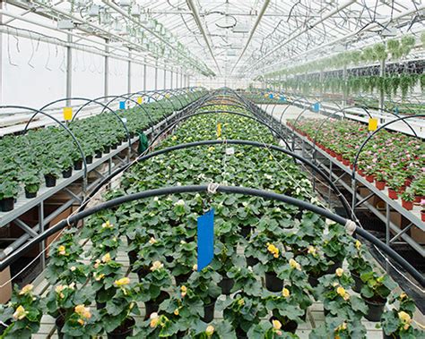 Производство и продажа плодово-ягодных культур, декоративных растений ...