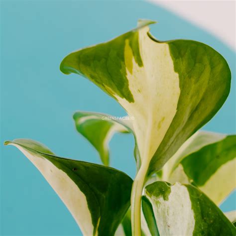 Epipremnum pinnatum manjula – Greenspaces.id