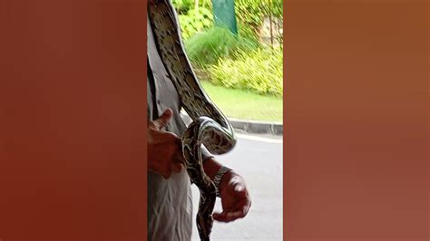 Singapore Python 😉😉😉🙂 Youtube