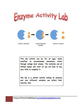 Enzyme Activity O Lab By Possum O Pouch Publishing TPT