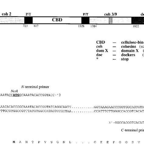 Subcloning And Expression Of The Cbd Gene Fragment A Schematic