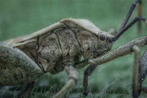 Leaf Footed Stink Bug Nymphs On Tomato Plant Leaf Stock Image Image Of Smell Pestilence 20152909