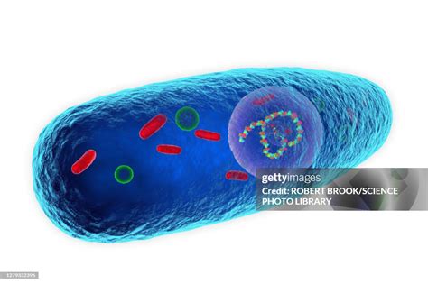 Pasteurella Multocida Bacterium Illustration High Res Vector Graphic Getty Images