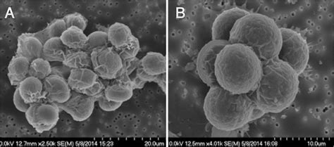 Scanning Electron Micrographs Of Representative Multicellular Colonies