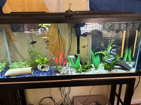 55 Gallon Mixed Cichlid Tank Rfishtank
