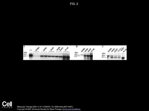 Human Papilloma Virus E6 And E7 Proteins Support Dna Replication Of