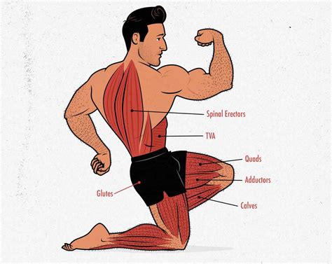 What Muscles Are Worked In A Squat At Charles Bolden Blog