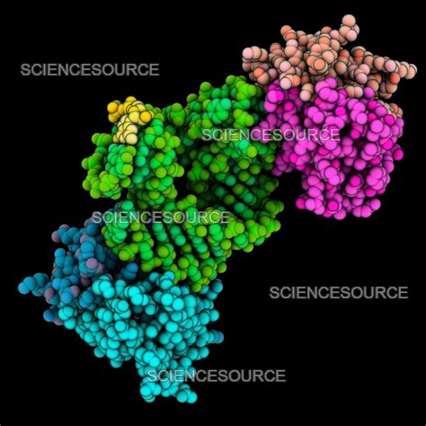 Signal Recognition Particle Protein Stock Image Science Source Images