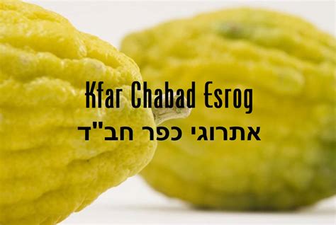 Standard Lulav And Etrog Set From Israel Kfar Chabad