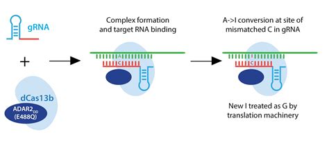 Crispr 101 Rna Editing With Cas13