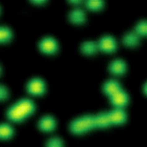 Microtime 200 Sted Time Resolved Confocal Fluorescence Microscope