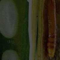 Rice Pests Object Detection Dataset By Laktharu