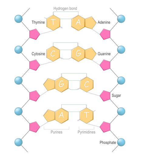 Phosphate Structure In Dna