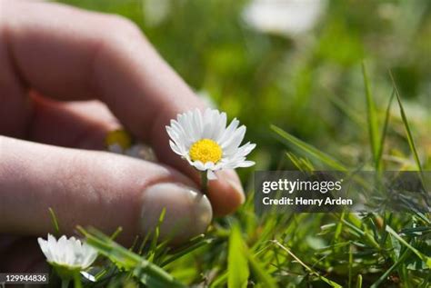 Flower Picker Photos And Premium High Res Pictures Getty Images