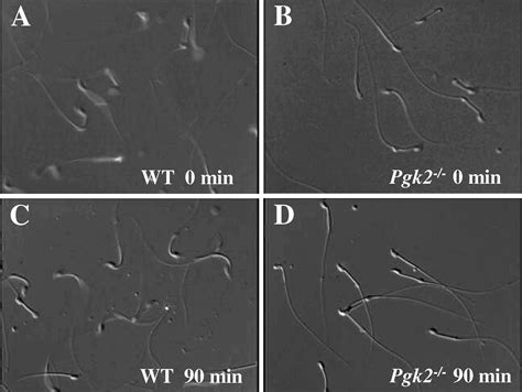 Phosphoglycerate Kinase 2 Pgk2 Is Essential For Sperm Function And Male Fertility In Mice1