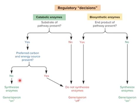 Chapter 16 Regulation Of Bacterial Gene Expression Flashcards Quizlet