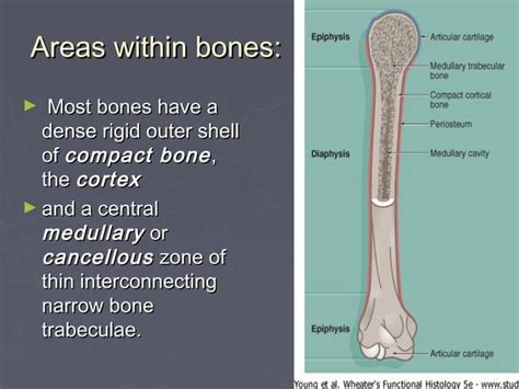 Lect 7 Specialized Ct Bone Ppt