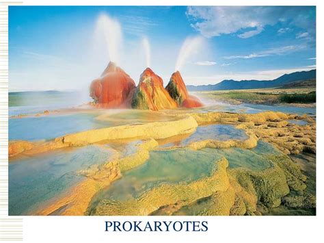 PPT PROKARYOTES PowerPoint Presentation Free Download ID