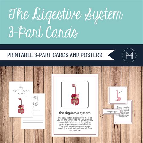 The Digestive System 3 Part Cards Posters And Booklets Themodernmontessoriguide