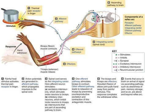Free Nerve Ends Gauge Temperature Differences In The Skin If One Gets