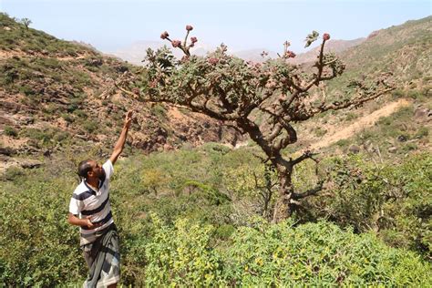 First 1 000 Fungi On Iucn Red List Reveal Growing Threats Iucn Red List Press Release Iucn