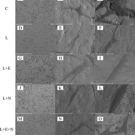Mscs Morphology On The Surface Of The Titanium Sample At 24 H After