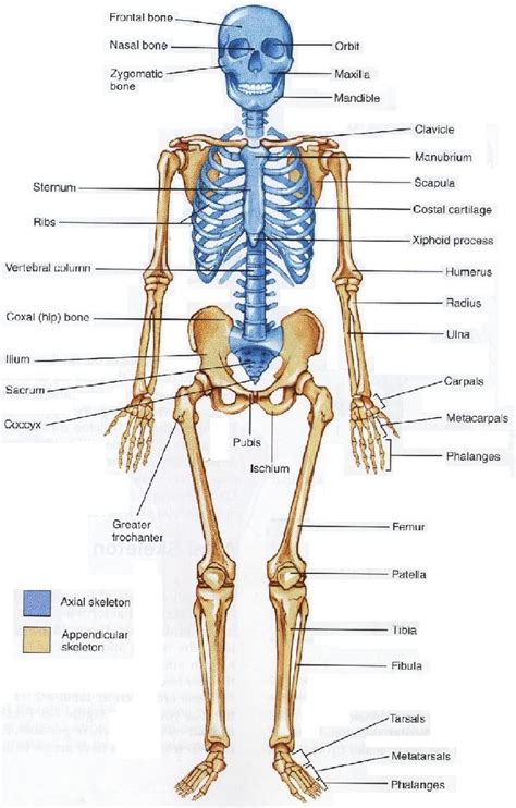 Skeleton Bones Labeled Human Skeleton Structure Necjn
