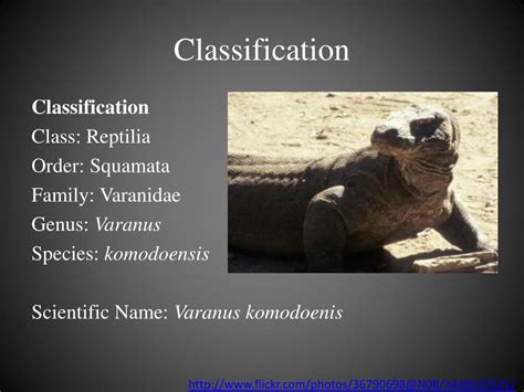 Ppt Komodo Dragon Powerpoint Presentation Free Download Id2119630