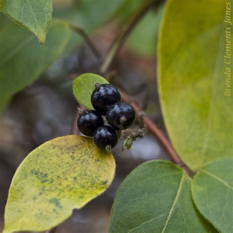Honeysuckle Bush Berries Poisonous