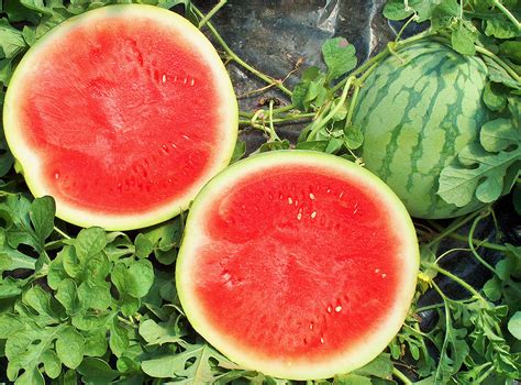 Watermelon Seed Planter