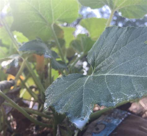 Milk May Kill Powdery Mildew Cumberland Falls Farm