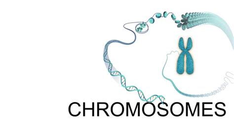 Definition Of Chromosomes And Its Functions Pptx