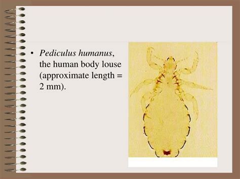 Ppt Pediculus Humanus And Phthirus Pubis Powerpoint Presentation Id