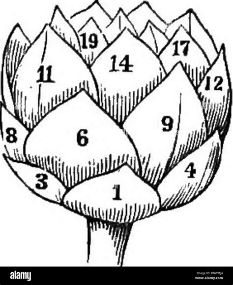 Introduction To Structural And Systematic Botany And Vegetable Physiology Botany Their