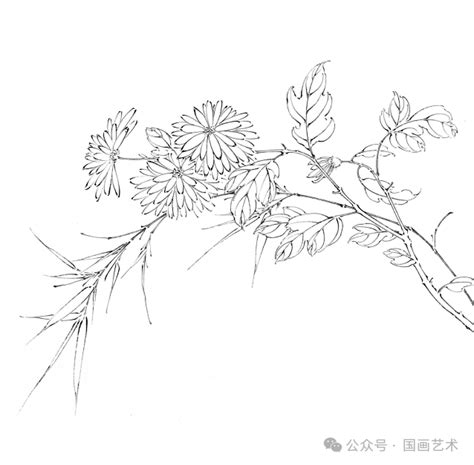 没骨画技法：没骨菊花《双清图》《南山倚菊》画法步骤变化国艺艺术