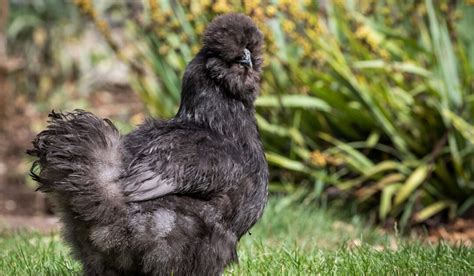 Silkie Chicken Breed Profile Farmhouse Guide