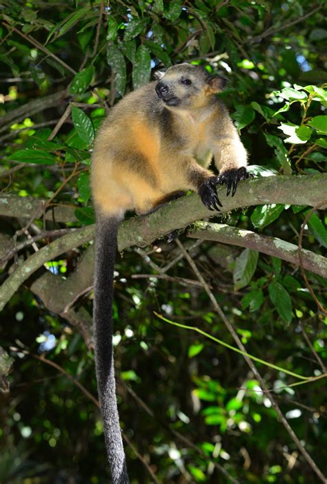 Tree Kangaroos At Lumholtz Lodge Travel Photography