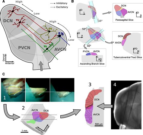 Figure 1 From A Map Of Functional Synaptic Connectivity In The Mouse