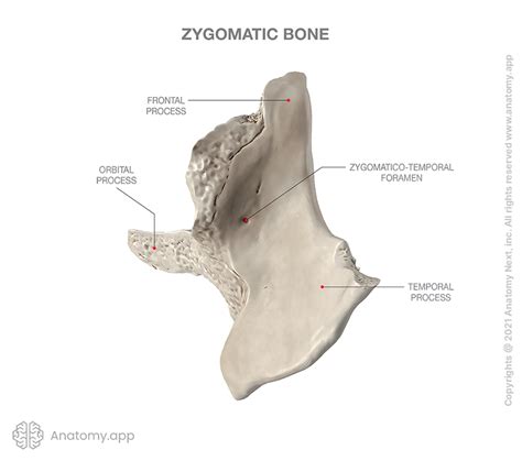 Zygomatic Bone Encyclopedia Anatomy App Learn Anatomy 3d Models Articles And Quizzes