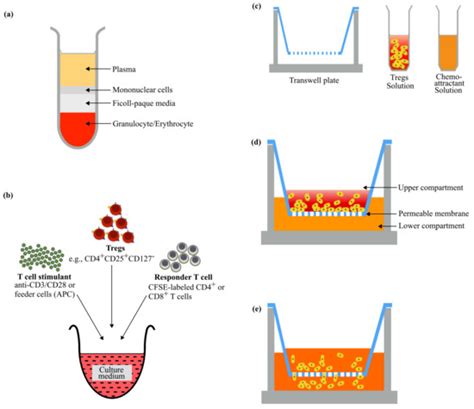 Technical Considerations In Ex Vivo Human Regulatory T Cell Migration
