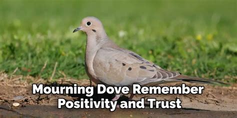 Mourning Dove Spiritual Meaning Symbolism And Totem Explained
