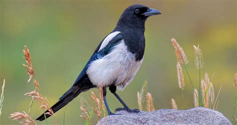 Black Billed Magpie Overview All About Birds Cornell Lab Of Ornithology