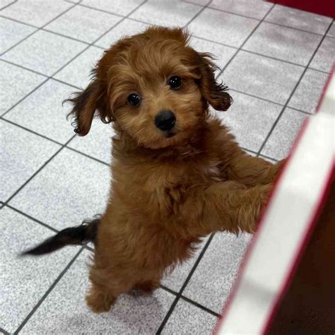 Information On Dachshund Mini Poodle Puppies For Sale In Michigan