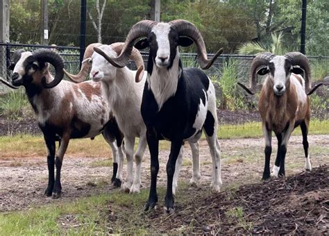 Alligator Adventure Getwild At Alligatoradventure With One Of The