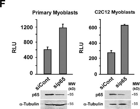 Figure from IKK NF κB regulates skeletal myogenesis via a signaling switch to inhibit